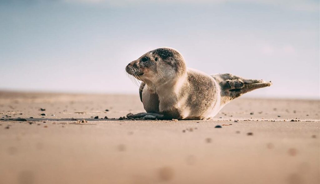 Visit Wadden verloot zeehond uit het Waddengebied | Persbureau Ameland