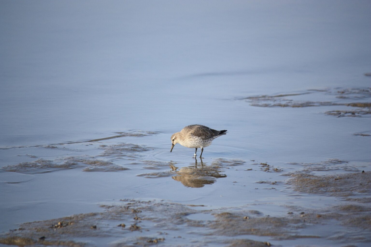 Ameland sluit zich aan bij BOA-convenant voor betere natuurhandhaving ...